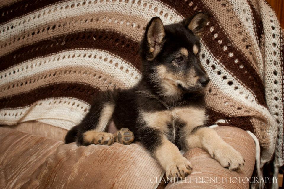 Photo Gallery: Manitoba Mutts | Globalnews.ca