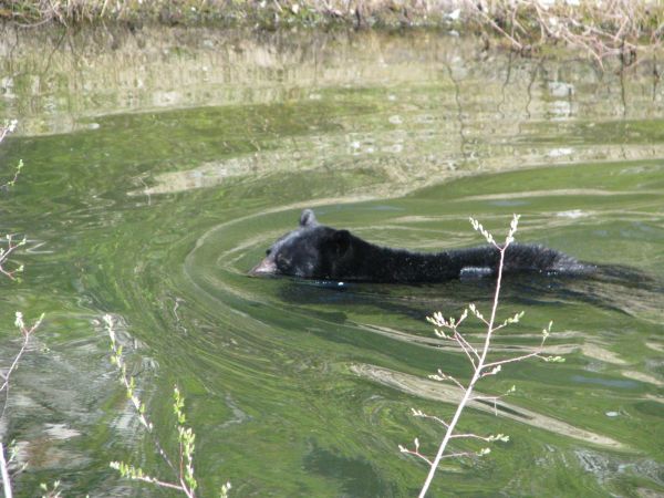 Chateau Whistler Golf Bears! | Globalnews.ca