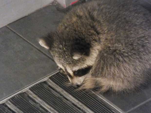 Gallery: Baby raccoon trapped in Toronto drug store | Globalnews.ca