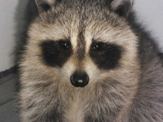 Gallery: Baby raccoon trapped in Toronto drug store | Globalnews.ca