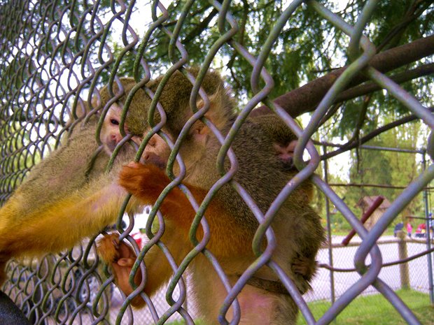 Vancouver Zoo babies | Globalnews.ca