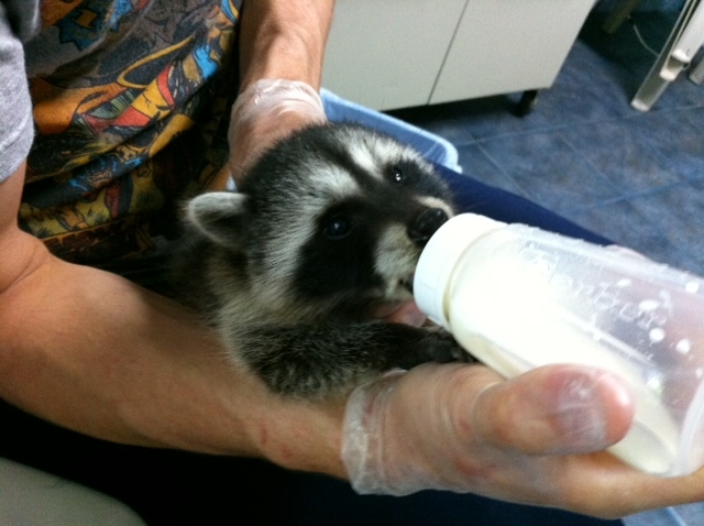 Critter Care international program | Globalnews.ca