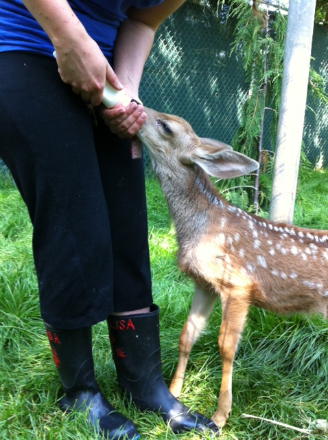 Critter Care international program | Globalnews.ca