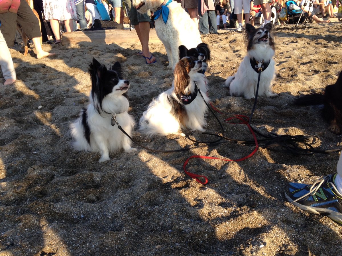 Vigil for abused dog | Globalnews.ca