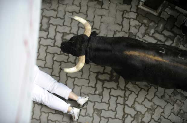 Gallery: Running of the bulls | Globalnews.ca