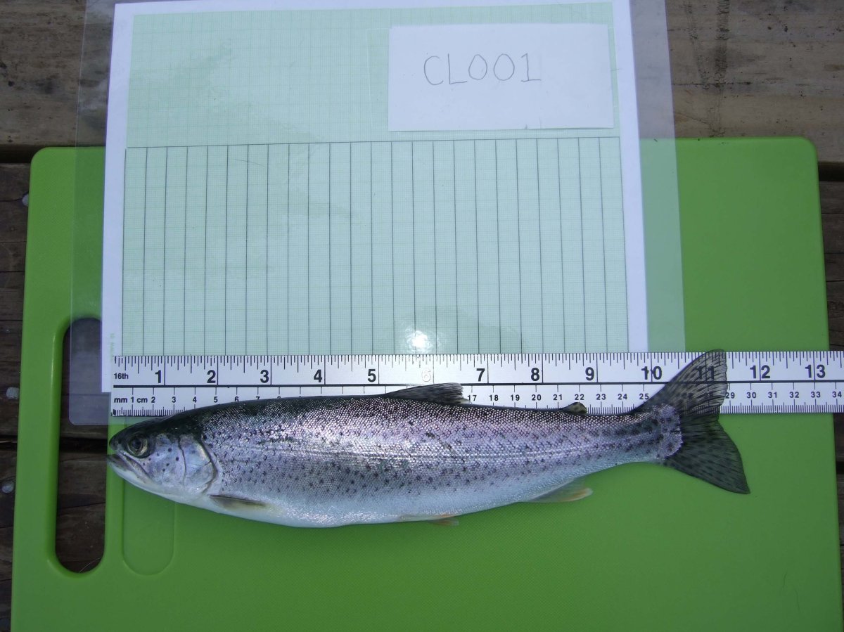 Discovery of deadly salmon virus in freshwater fish puts pressure on B ...