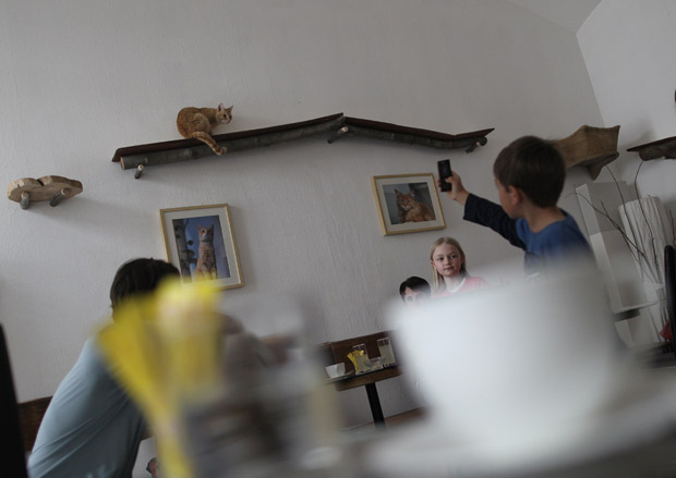 Gallery: Cat cafe in Vienna | Globalnews.ca