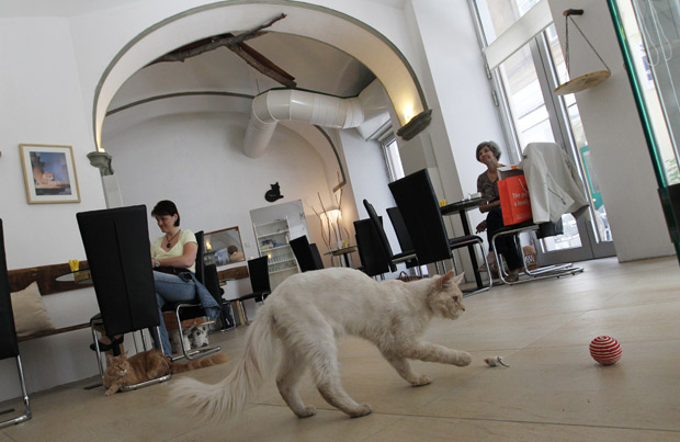 Gallery: Cat cafe in Vienna | Globalnews.ca