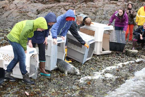 Tracking seal pups | Globalnews.ca