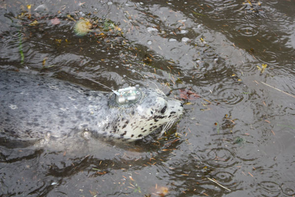 Tracking seal pups | Globalnews.ca