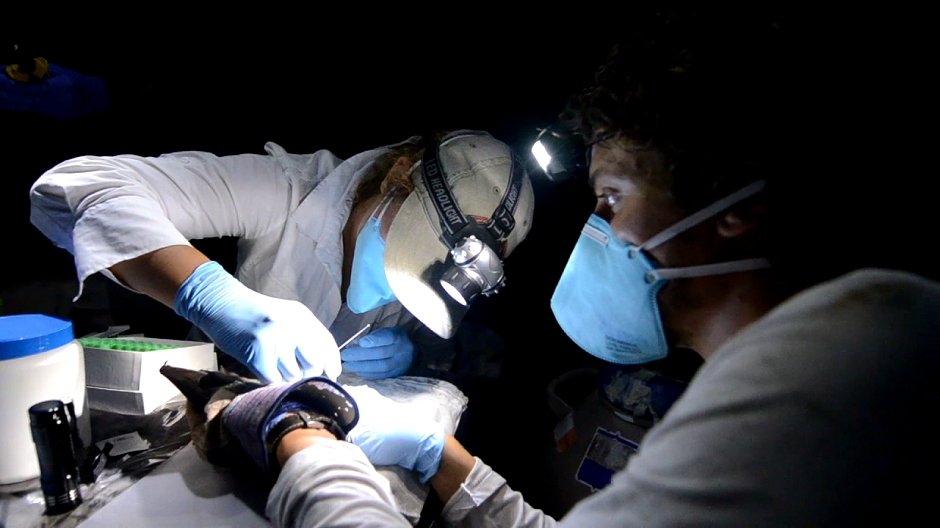 Gallery: Virus hunters of the Amazon - National | Globalnews.ca