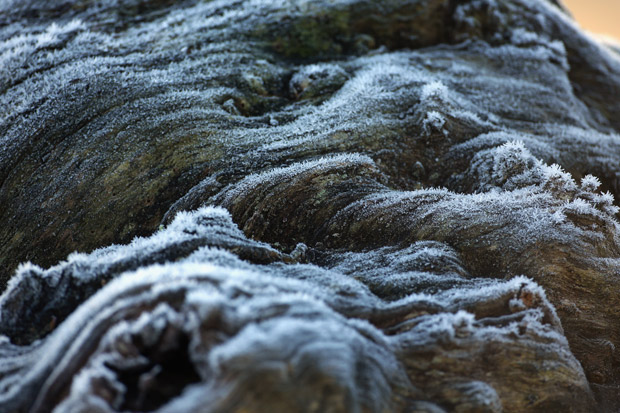 Gallery: Harsh frosts in the UK | Globalnews.ca