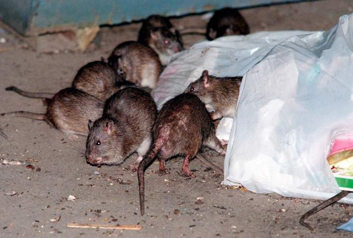 Hundreds of Toronto businesses cited with rat, mouse, insect problems ...