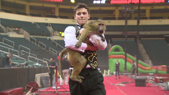 Baboon escapes during circus photo-op | Globalnews.ca