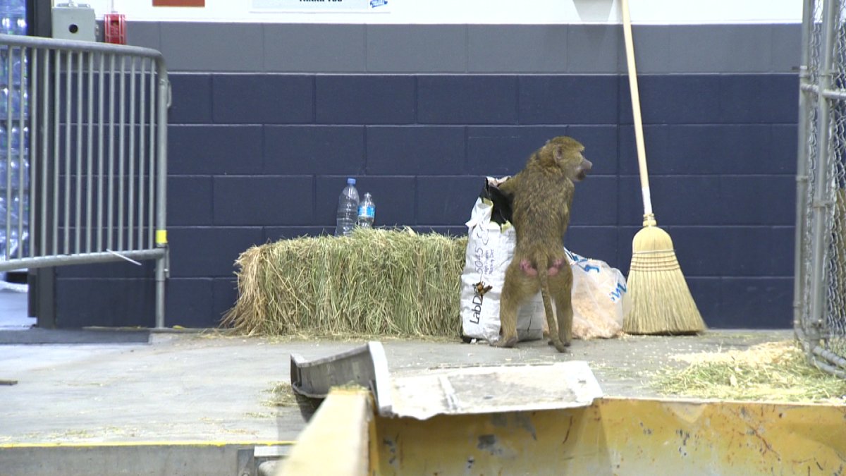 Baboon escapes during circus photo-op | Globalnews.ca