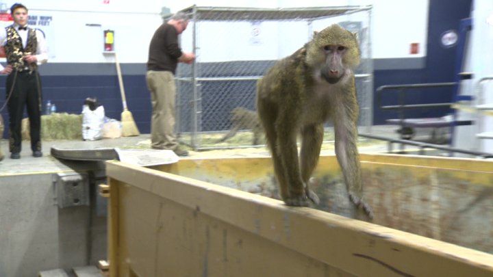 Baboon escapes during circus photo-op | Globalnews.ca