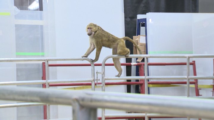 Baboon escapes during circus photo-op | Globalnews.ca