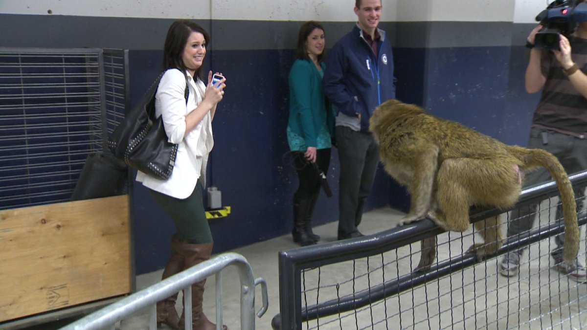 Baboon escapes during circus photo-op | Globalnews.ca