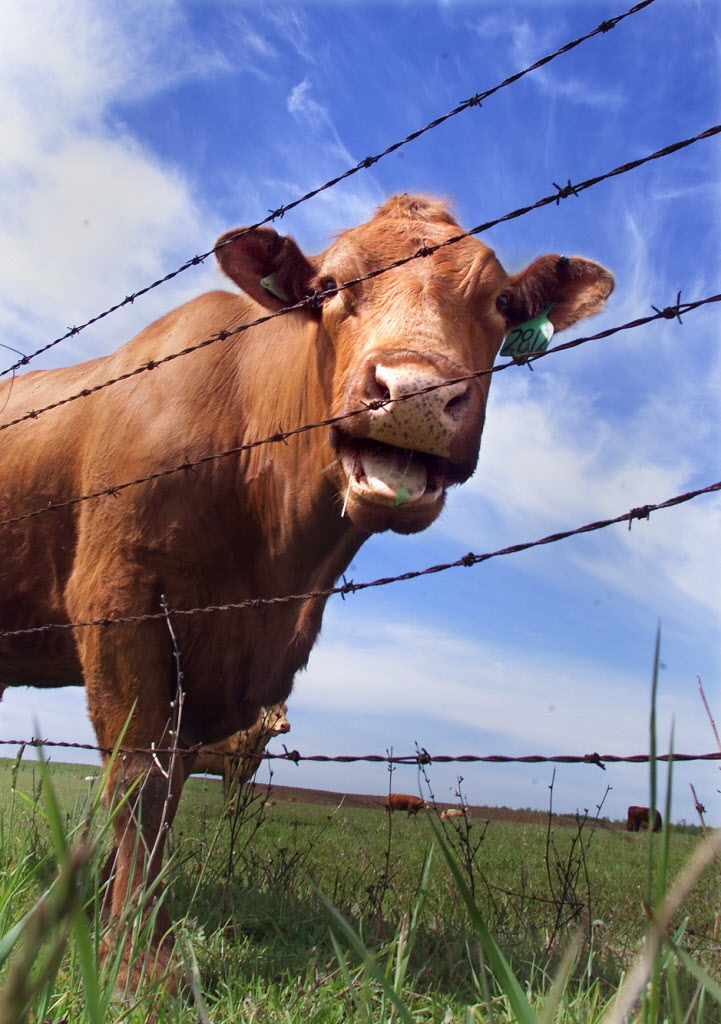 E. coli discovered at High River meat processing plant - Calgary ...
