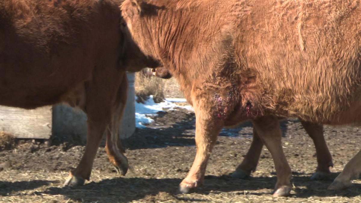 EXCLUSIVE: 3 cows are recovering from gunshot wounds after a random act ...