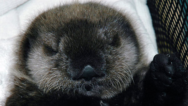 Orphaned otter finds permanent home at Vancouver aquarium - BC ...