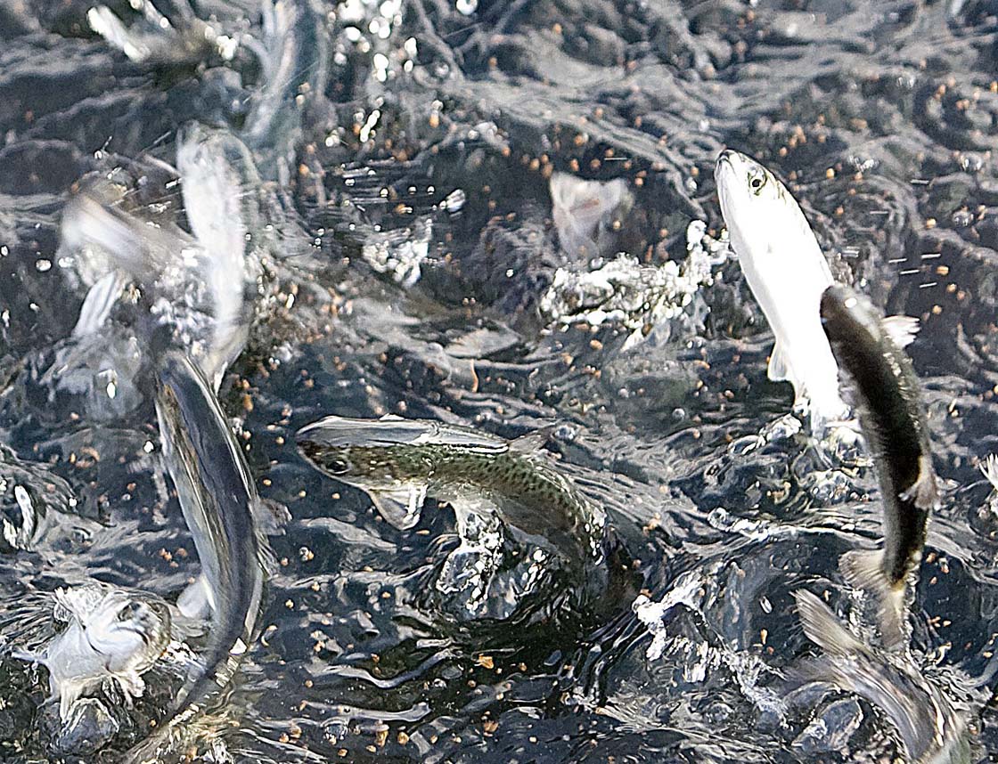 Acoustic tagging device tracking fish in Lake Ontario - Toronto ...