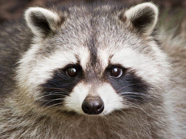 Kits resident concerned following recent and aggressive raccoon attack ...
