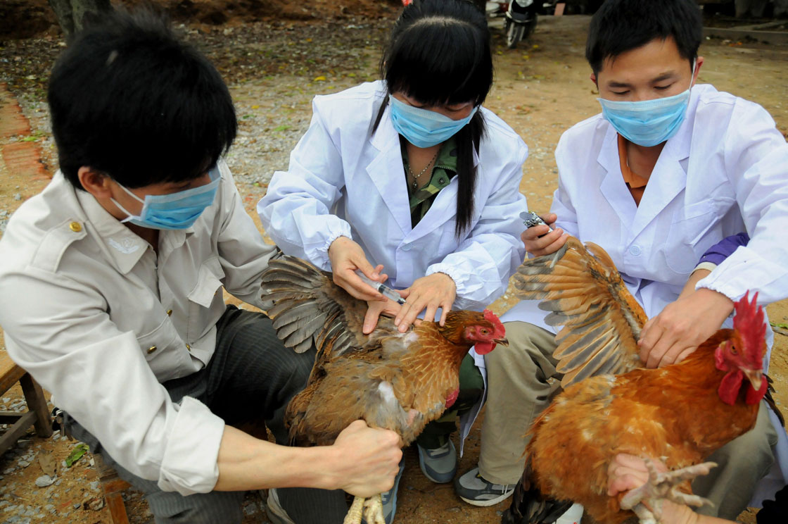 China kills market birds as flu found in pigeons - National | Globalnews.ca