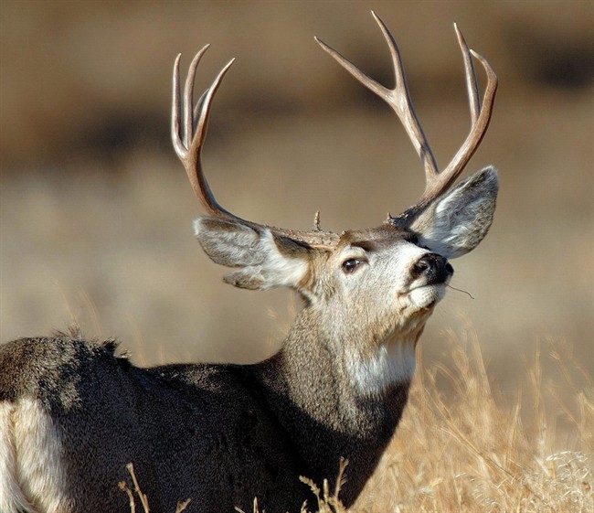 Ontario First Nation helping in deer cull, part of plan to help species ...