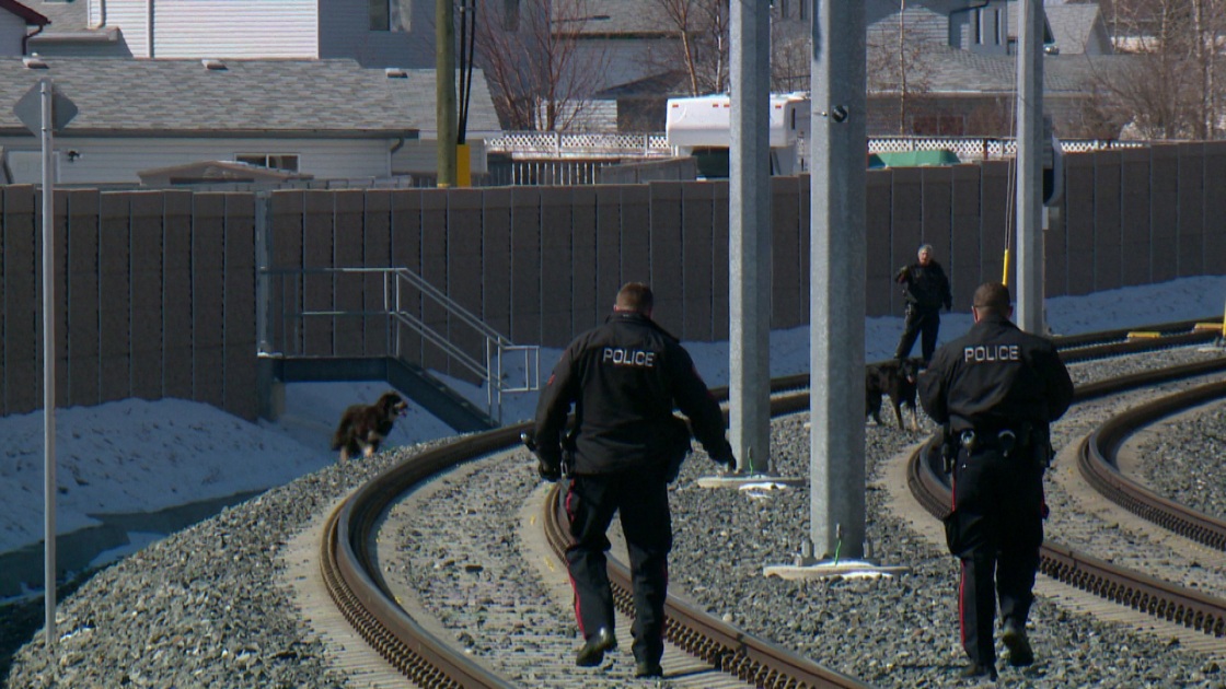 UPDATE: Dogs tasered during animal control call - Calgary | Globalnews.ca
