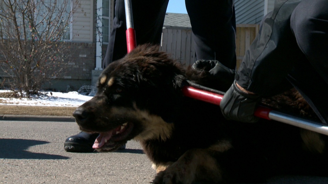 UPDATE: Dogs tasered during animal control call - Calgary | Globalnews.ca