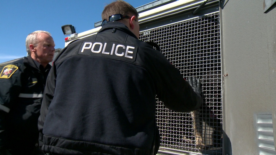 UPDATE: Dogs tasered during animal control call - Calgary | Globalnews.ca