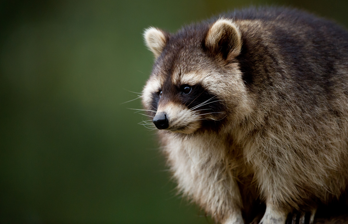 Sick raccoons acting ‘drunk’ being spotted in Vaughan - Toronto ...