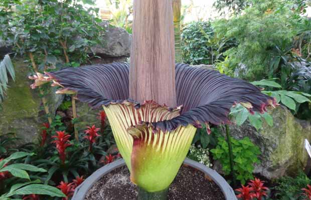 Stinky flower blooms at Muttart - Edmonton | Globalnews.ca