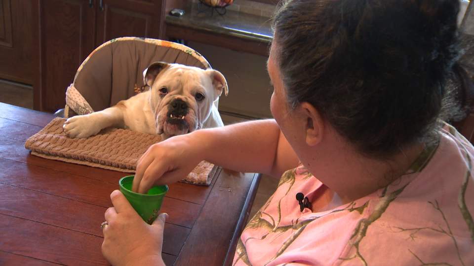 Ontario family feels cheated after saying it purchased bulldog with ...
