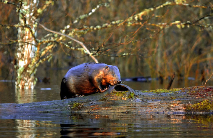 Beavers attack people in Belarus, fisherman dies - National | Globalnews.ca