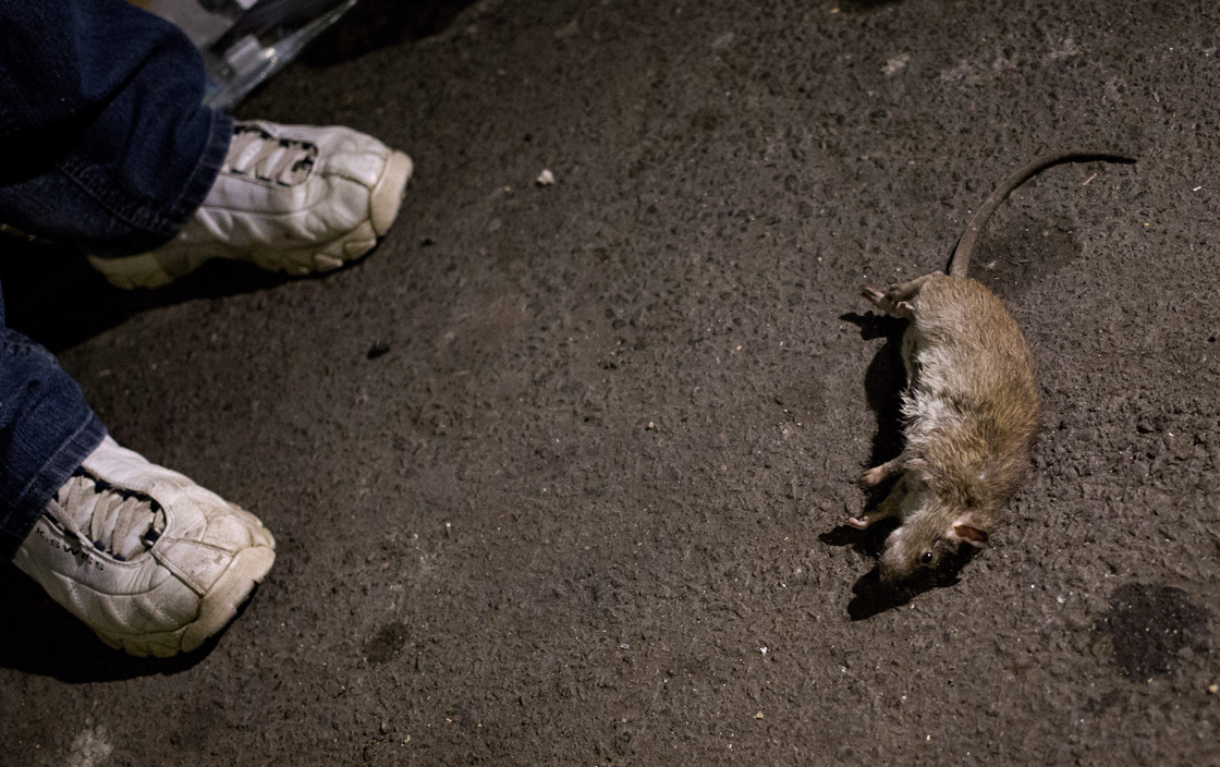 Rat meat sold as lamb in latest China food safety scandal - National ...