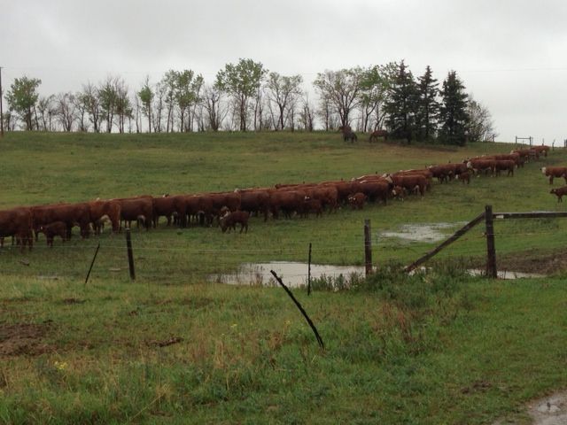 Farmers embrace rain, which is soaking dusty fields | Globalnews.ca