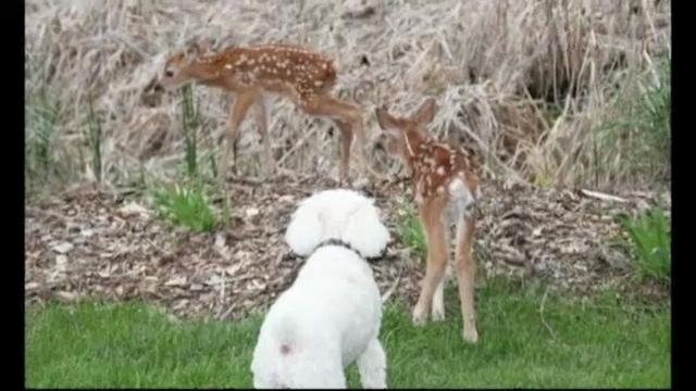Dog befriends baby deer in backyard | Globalnews.ca