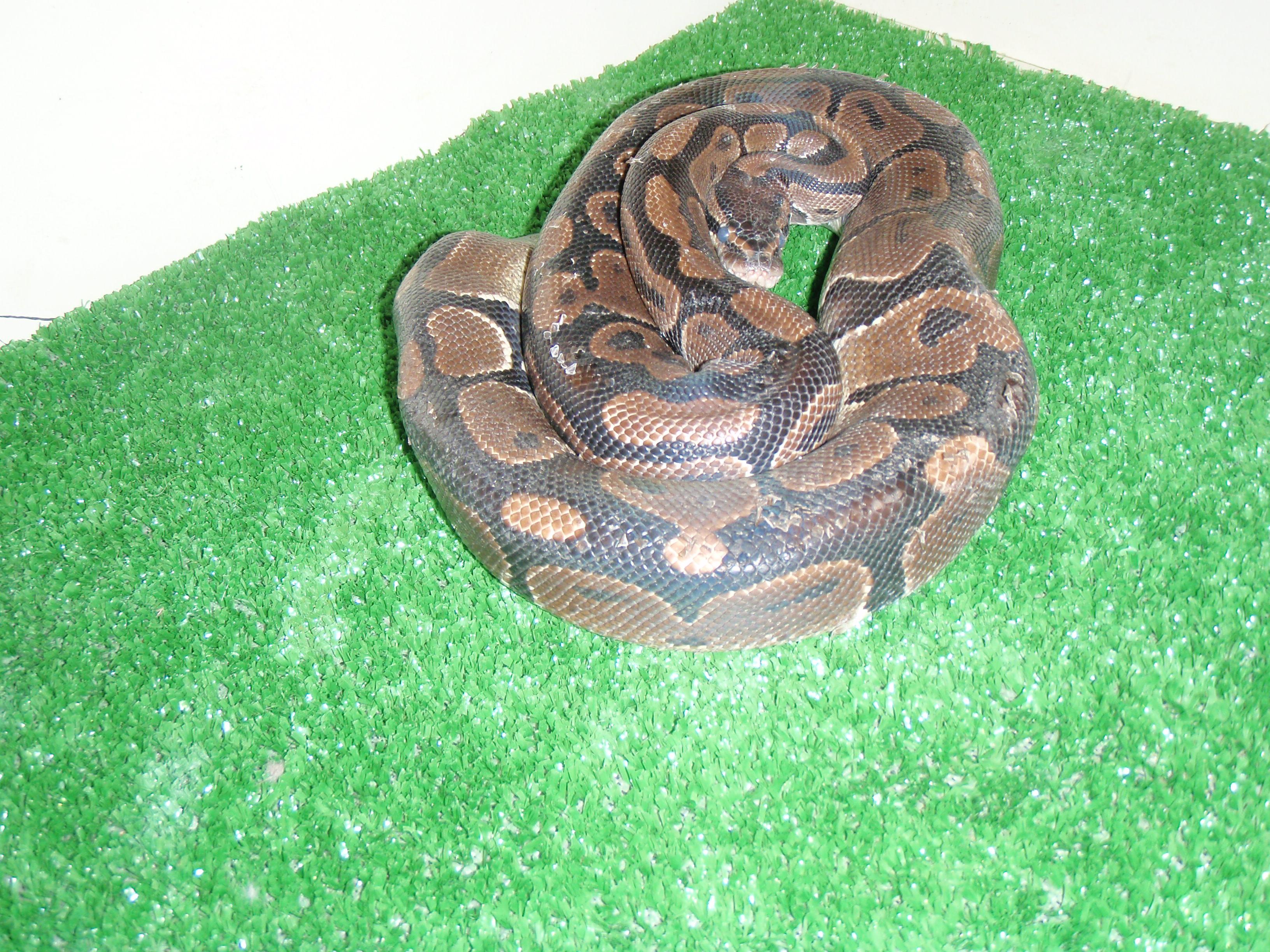 Police find python in Winnipeg dumpster - Winnipeg | Globalnews.ca