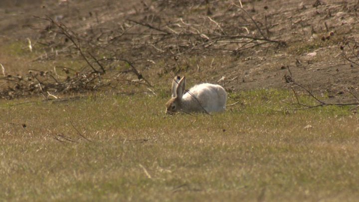 City cautions people disposing dead wildlife after tularemia surfaces ...