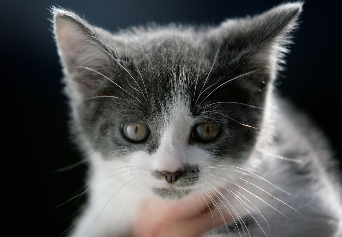Newfoundland home where nearly 200 cats lived to be torn down ...