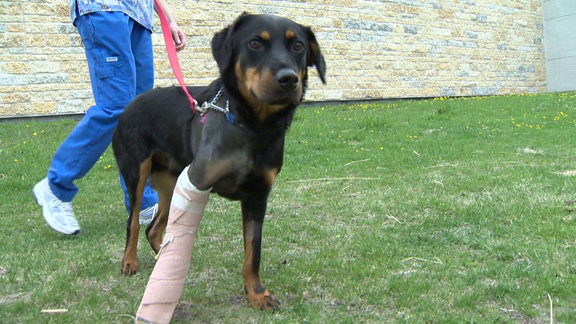 Severely injured dog finally on the mend - Winnipeg | Globalnews.ca
