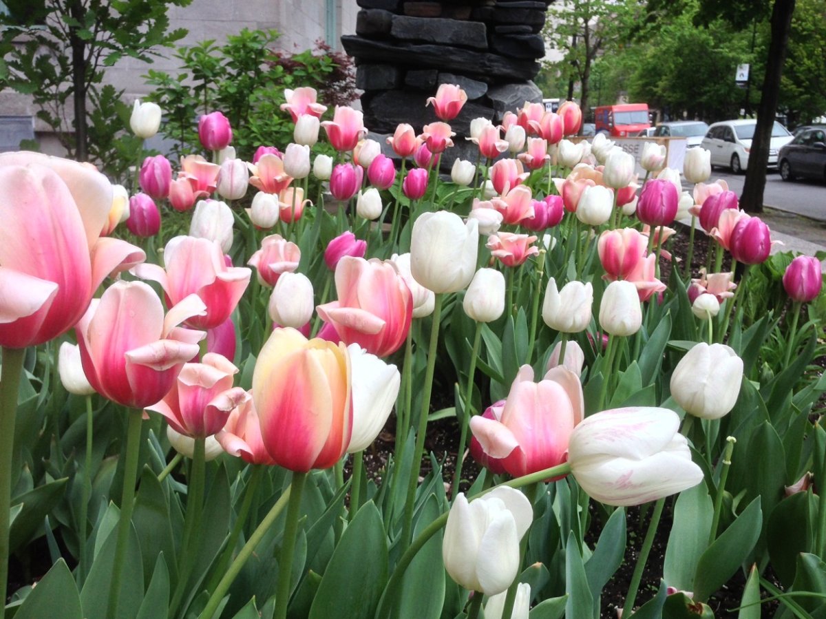 Gallery: Signs of spring in Montreal - Montreal | Globalnews.ca