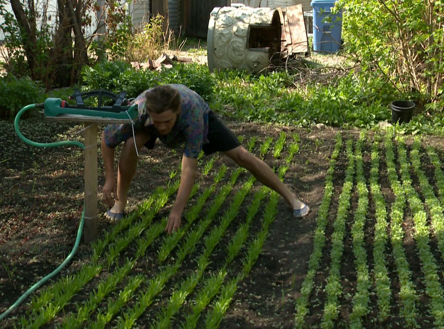 Leaf Ninjas take over Calgary yards - Calgary | Globalnews.ca