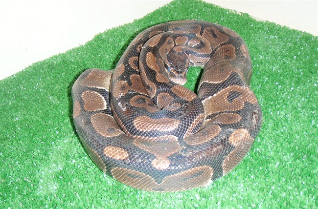 Ball Python Seized From North York Home - Toronto 