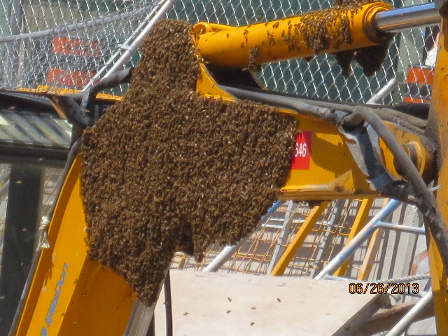 City a-buzz over bee swarm - Toronto | Globalnews.ca