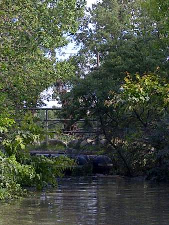 Virtual tour: Flooding aftermath at the Calgary Zoo | Globalnews.ca