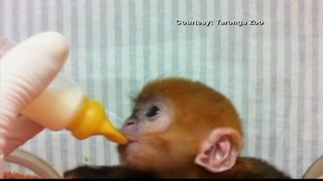 WATCH: Baby monkey kept alive in Sydney | Globalnews.ca