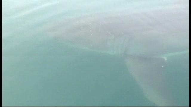 WATCH: Real life ‘Jaws’ moment in New Jersey - National | Globalnews.ca